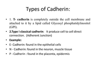 Cell cell adhesion..... Learning........ | PPTX | Biological Sciences ...