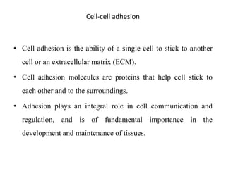 Cell cell adhesion..... Learning........ | PPTX | Biological Sciences ...