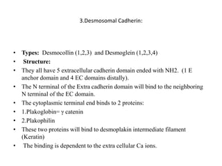 Cell cell adhesion..... Learning........ | PPTX