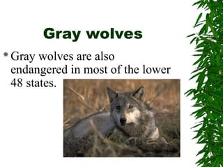 161381981-Endangered-Species-Presentation.ppt