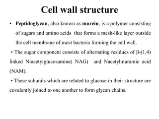 Bacterial Cell Wall Structure and Function | PDF