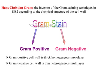 Bacterial Cell Wall Structure and Function | PDF