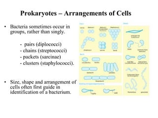 Bacterial Cell Wall Structure and Function | PDF