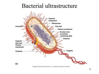 Bacterial Cell Wall Structure and Function | PDF