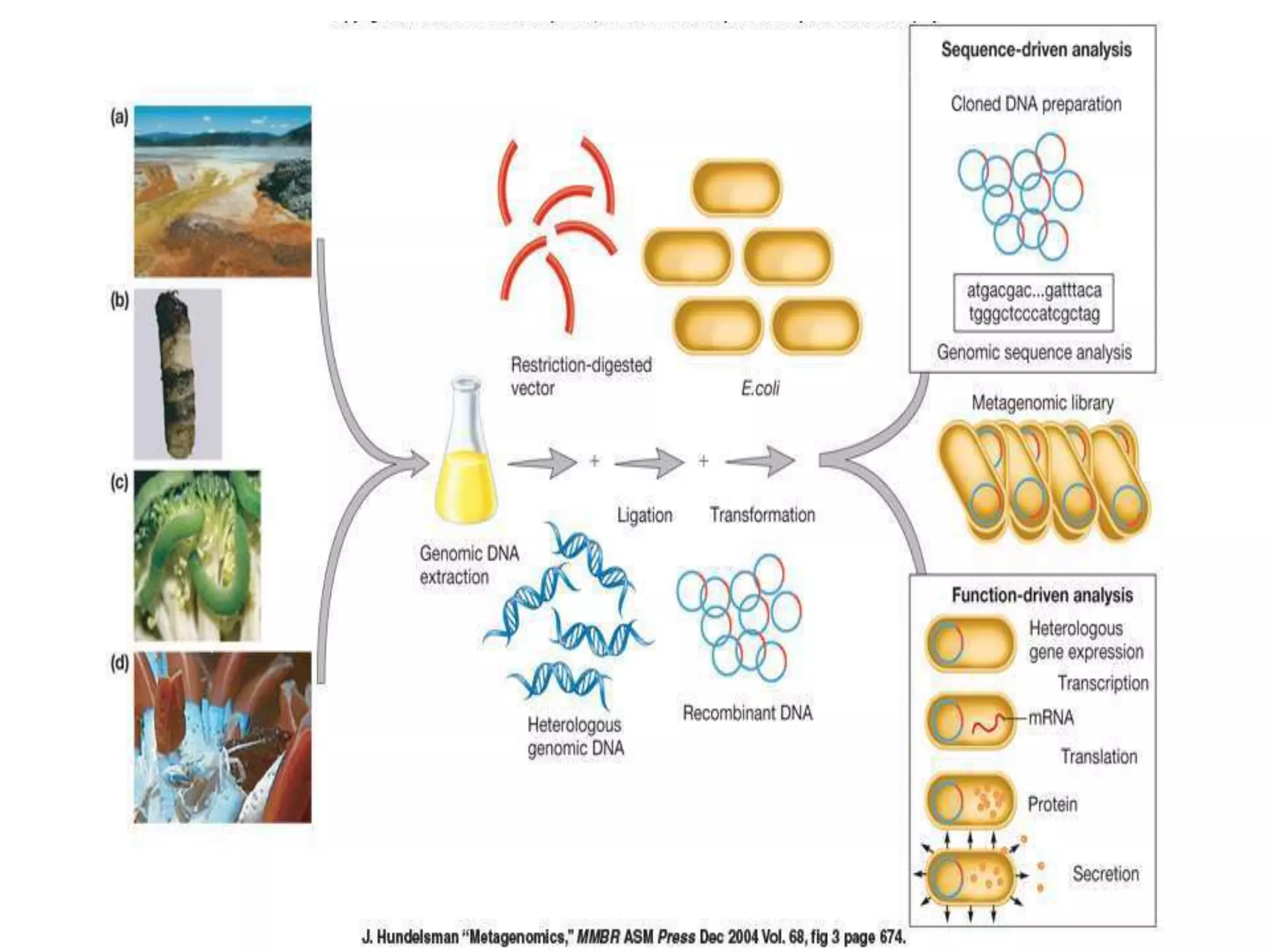 metagenomics | PPTX | Biological Sciences | Science