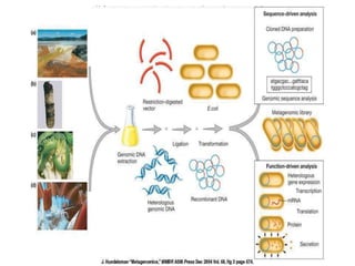 metagenomics | PPTX | Biological Sciences | Science