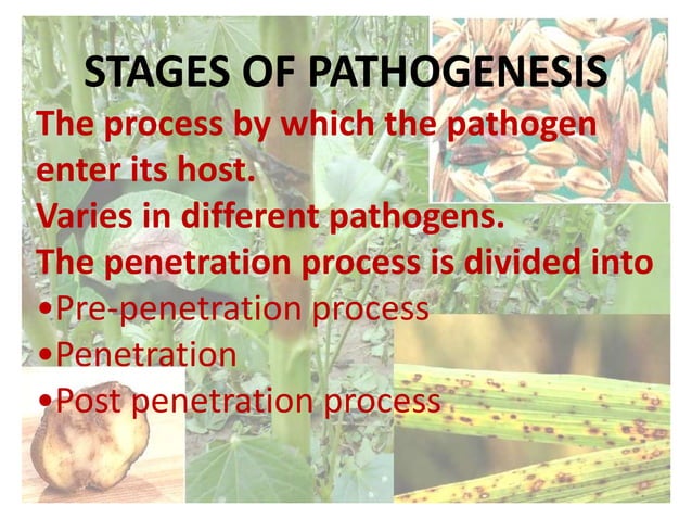 pathogenesis and parasitisim 16141219.ppt