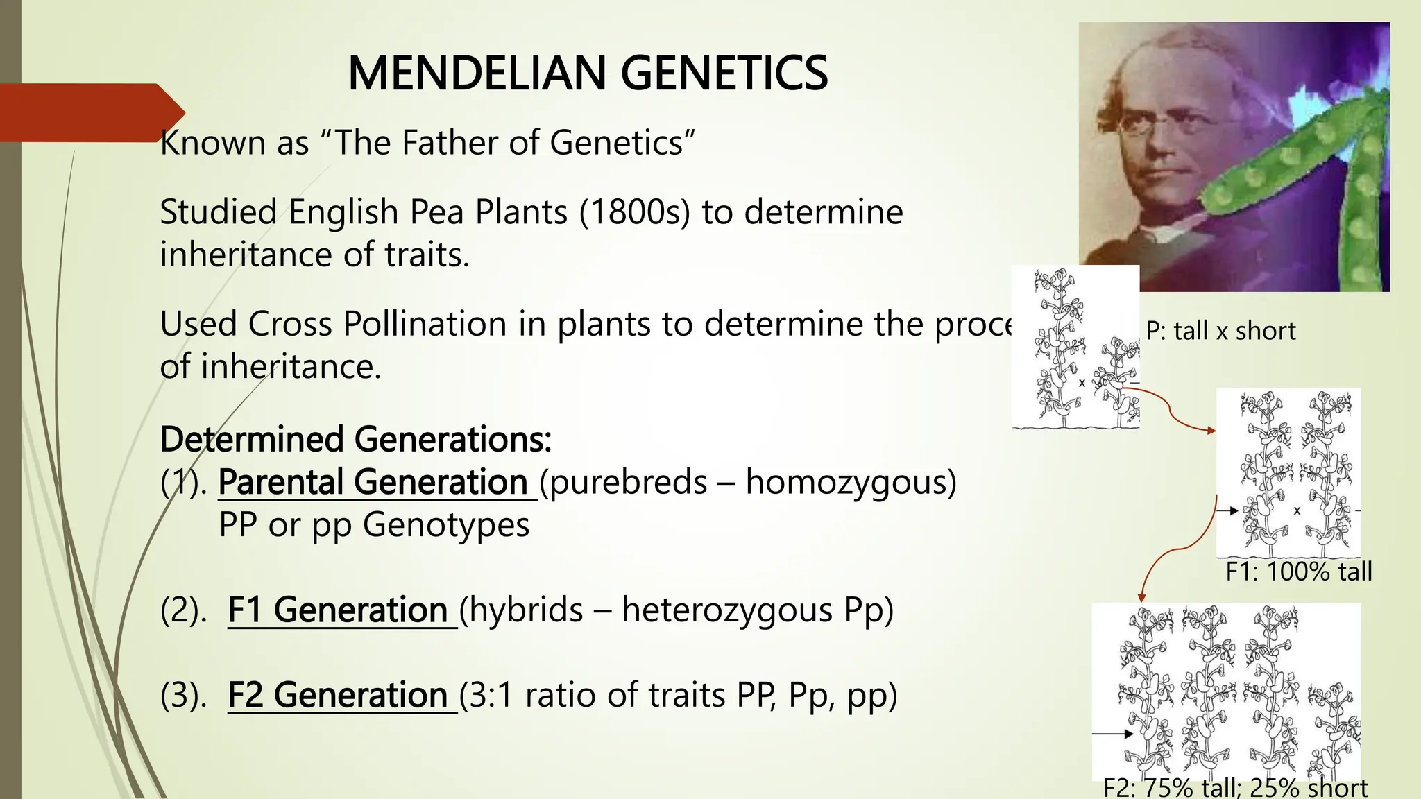 plant physiology notes on the igcse edexcel | PPT