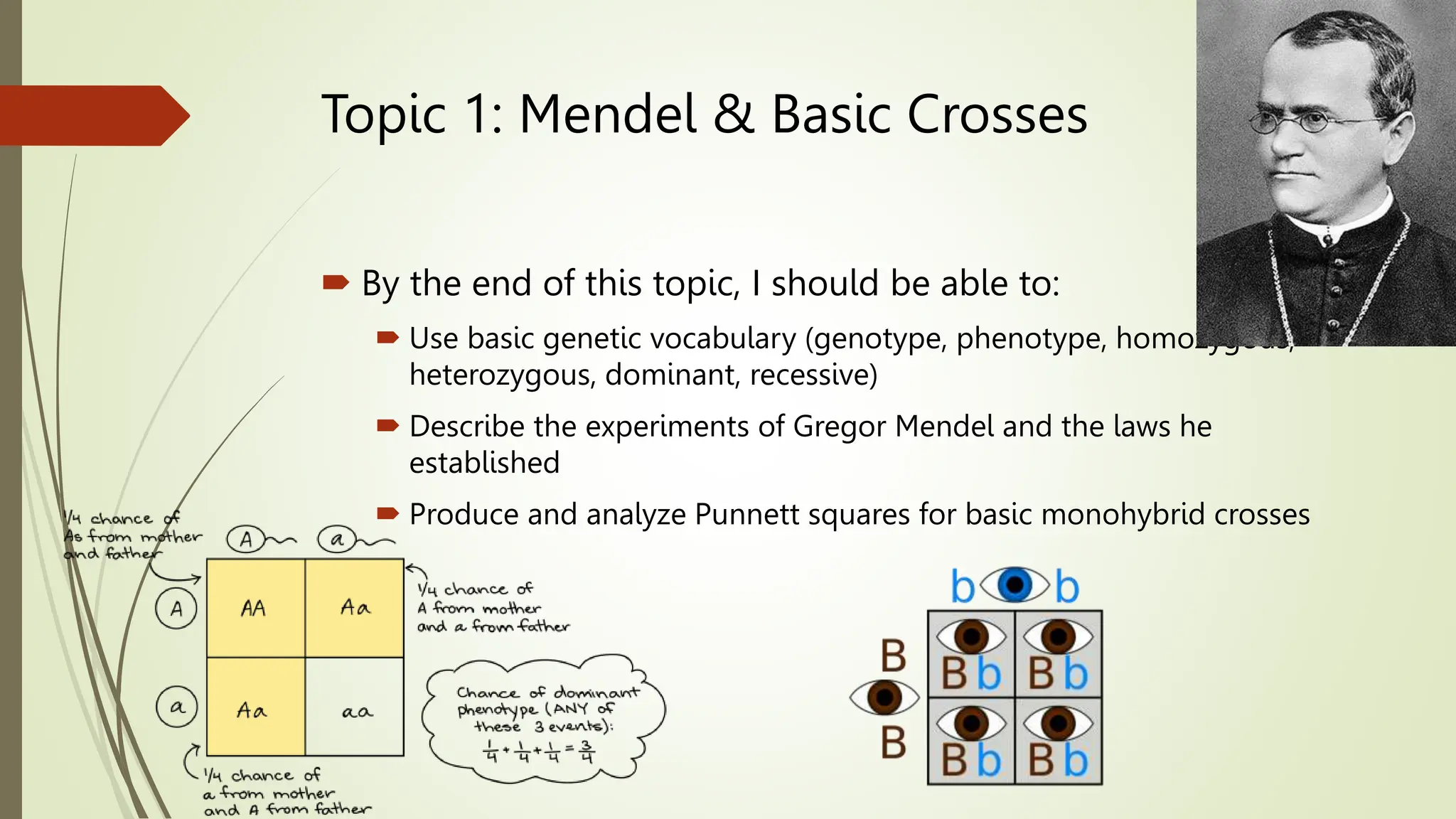plant physiology notes on the igcse edexcel | PPT
