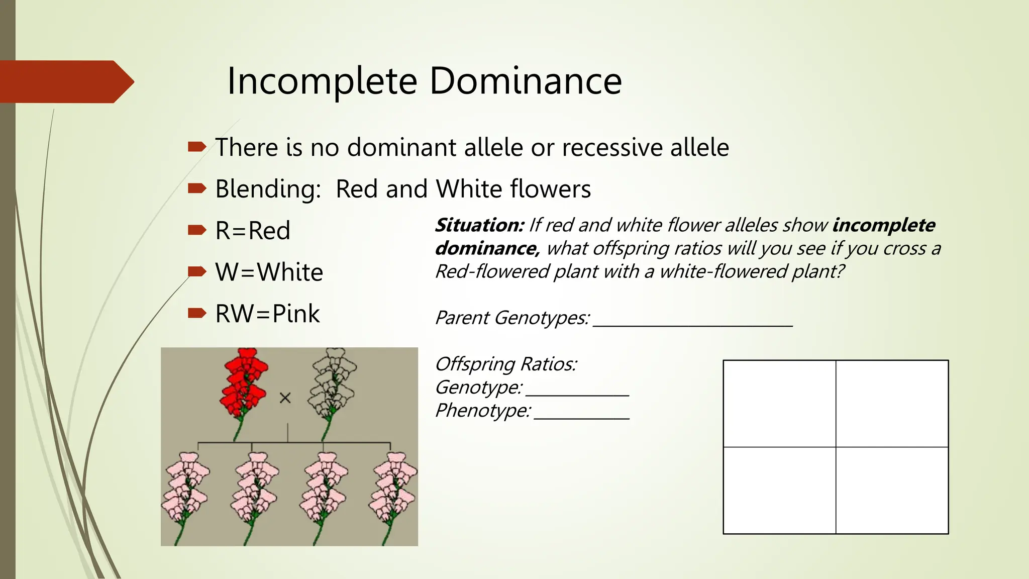 plant physiology notes on the igcse edexcel | PPT
