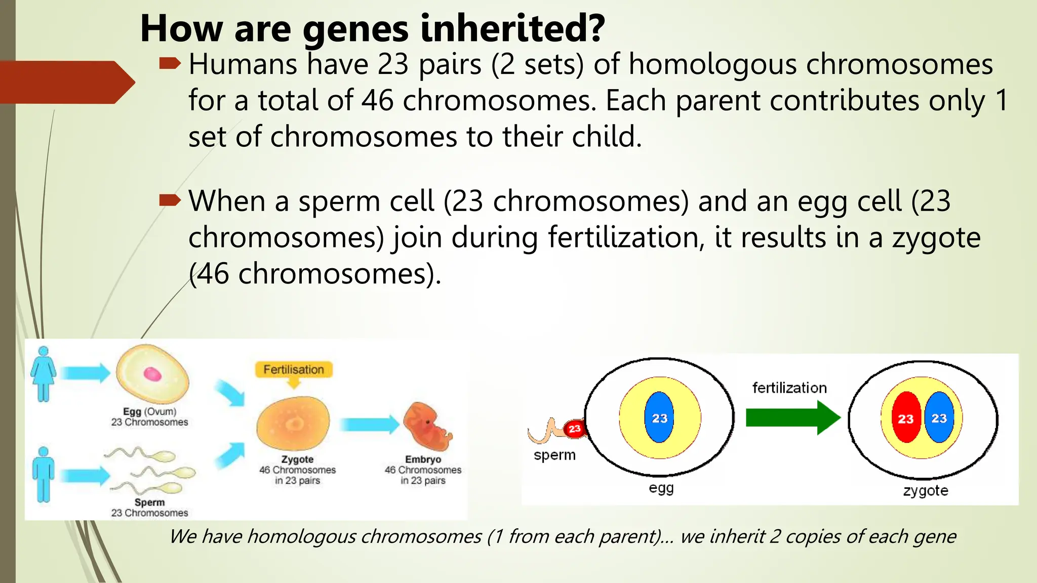 plant physiology notes on the igcse edexcel | PPT