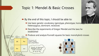 plant physiology notes on the igcse edexcel | PPT