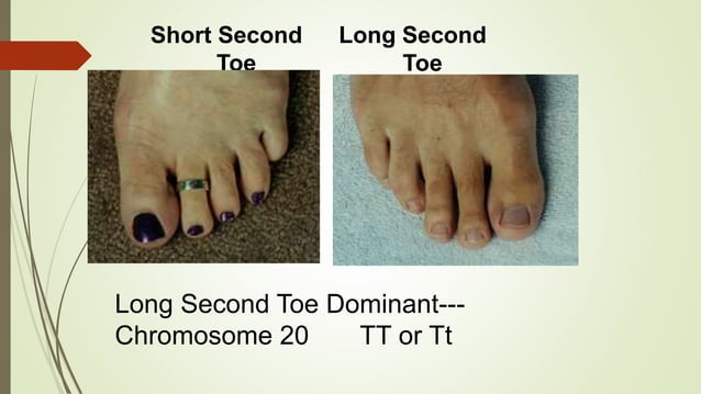 plant physiology notes on the igcse edexcel | PPT | Genetics | Science