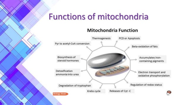 Mitochondria | PPT