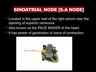 introduction to the Heart: its anatomy.pptx