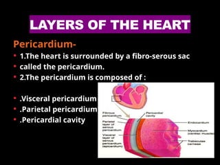 introduction to the Heart: its anatomy.pptx