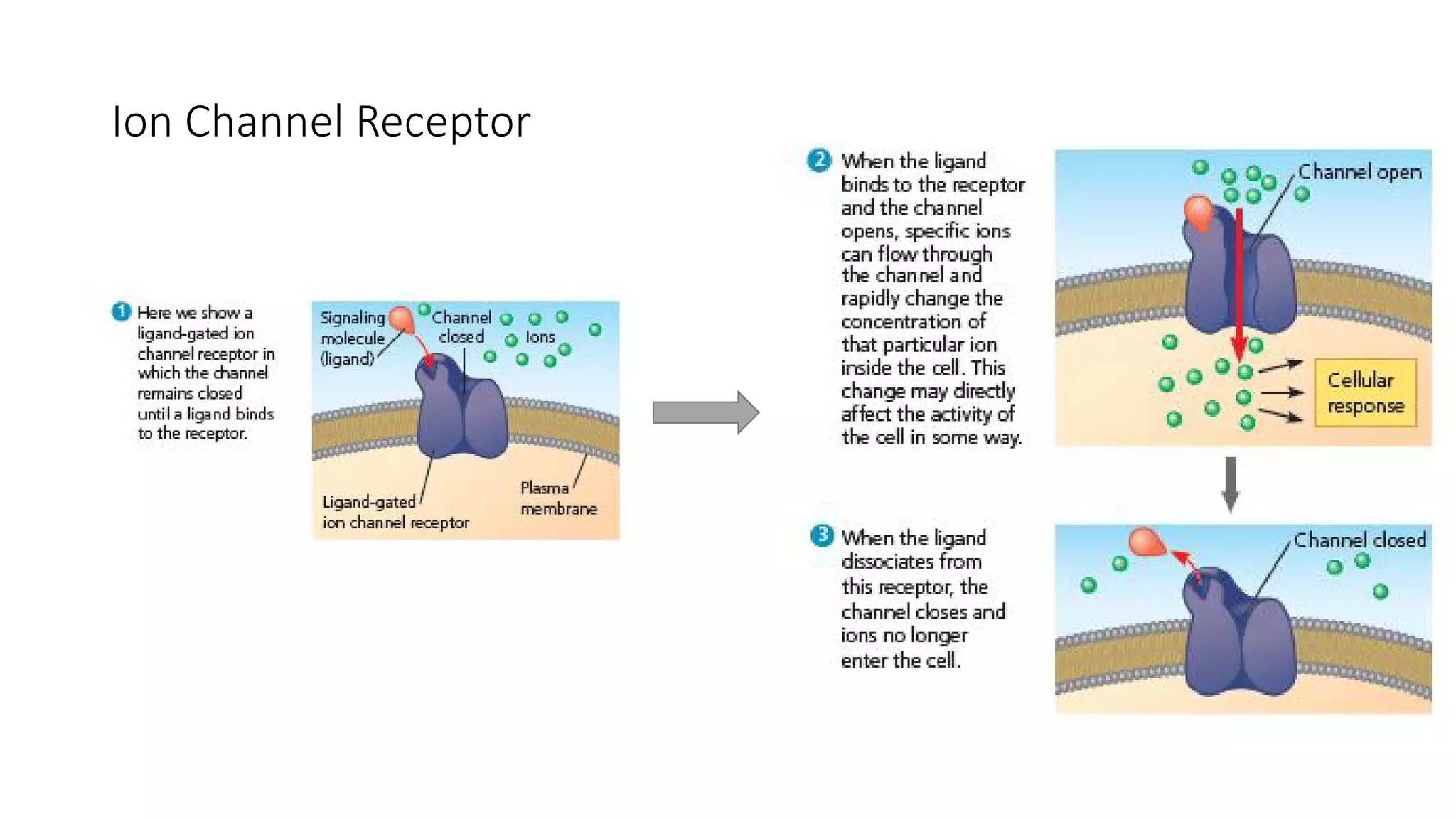 11 - Cell Communication | PDF