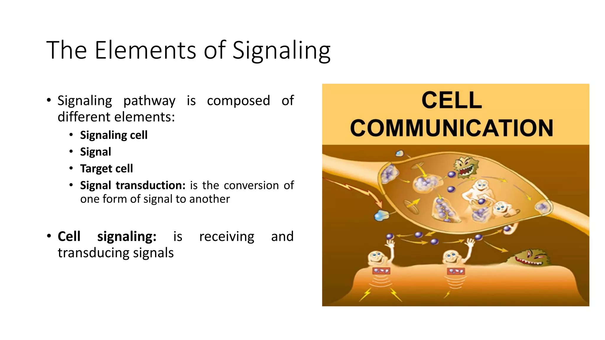 11 - Cell Communication | PPT
