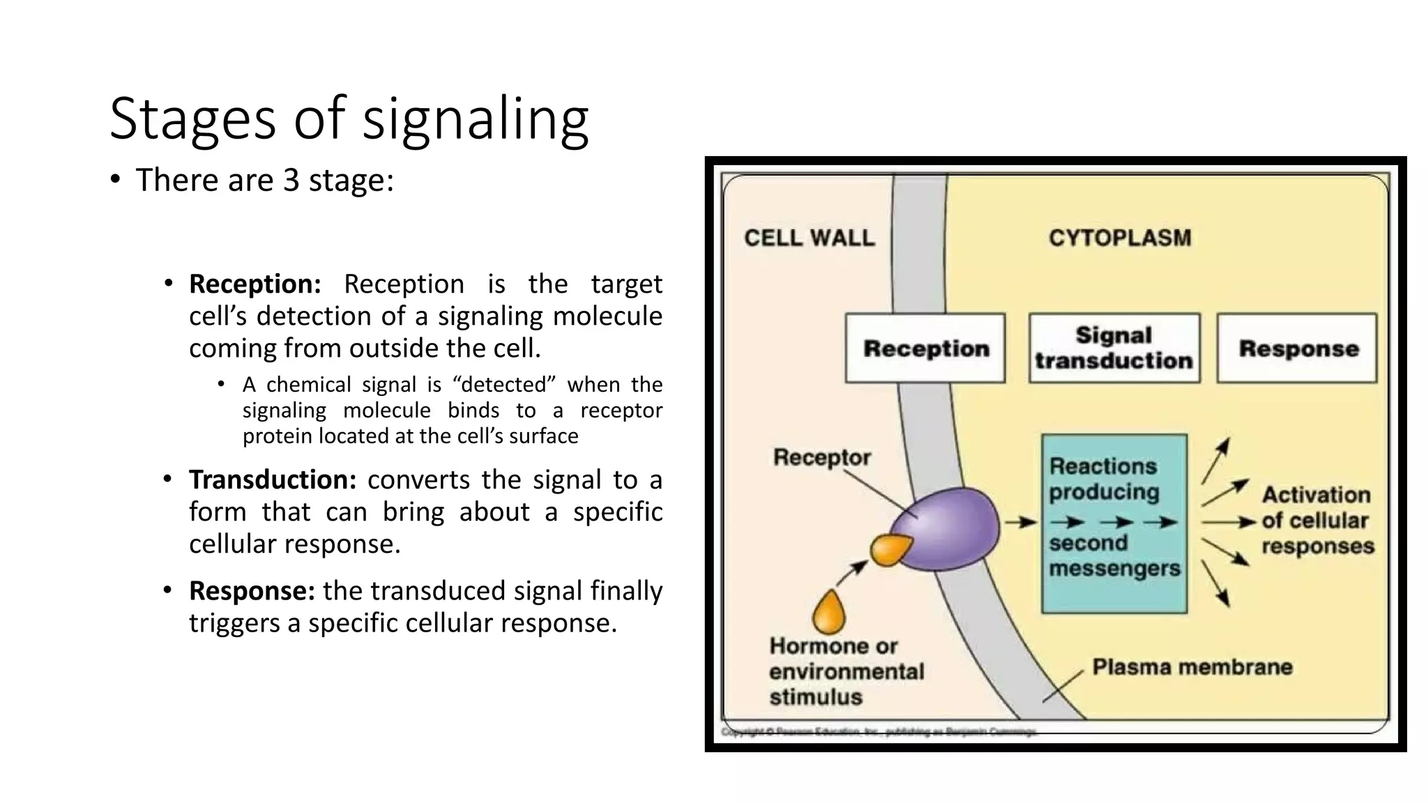 11 - Cell Communication | PPT