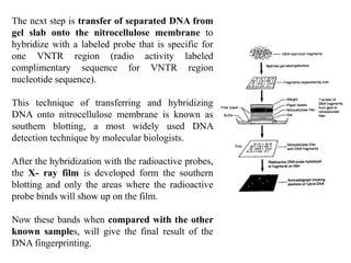 A PROJECT ON EVOLUTION OF DNA FINGERPRINTING AND ITS TECHNOLOGY | PDF