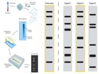 A PROJECT ON EVOLUTION OF DNA FINGERPRINTING AND ITS TECHNOLOGY | PDF