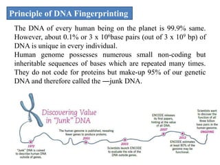 A PROJECT ON EVOLUTION OF DNA FINGERPRINTING AND ITS TECHNOLOGY | PDF