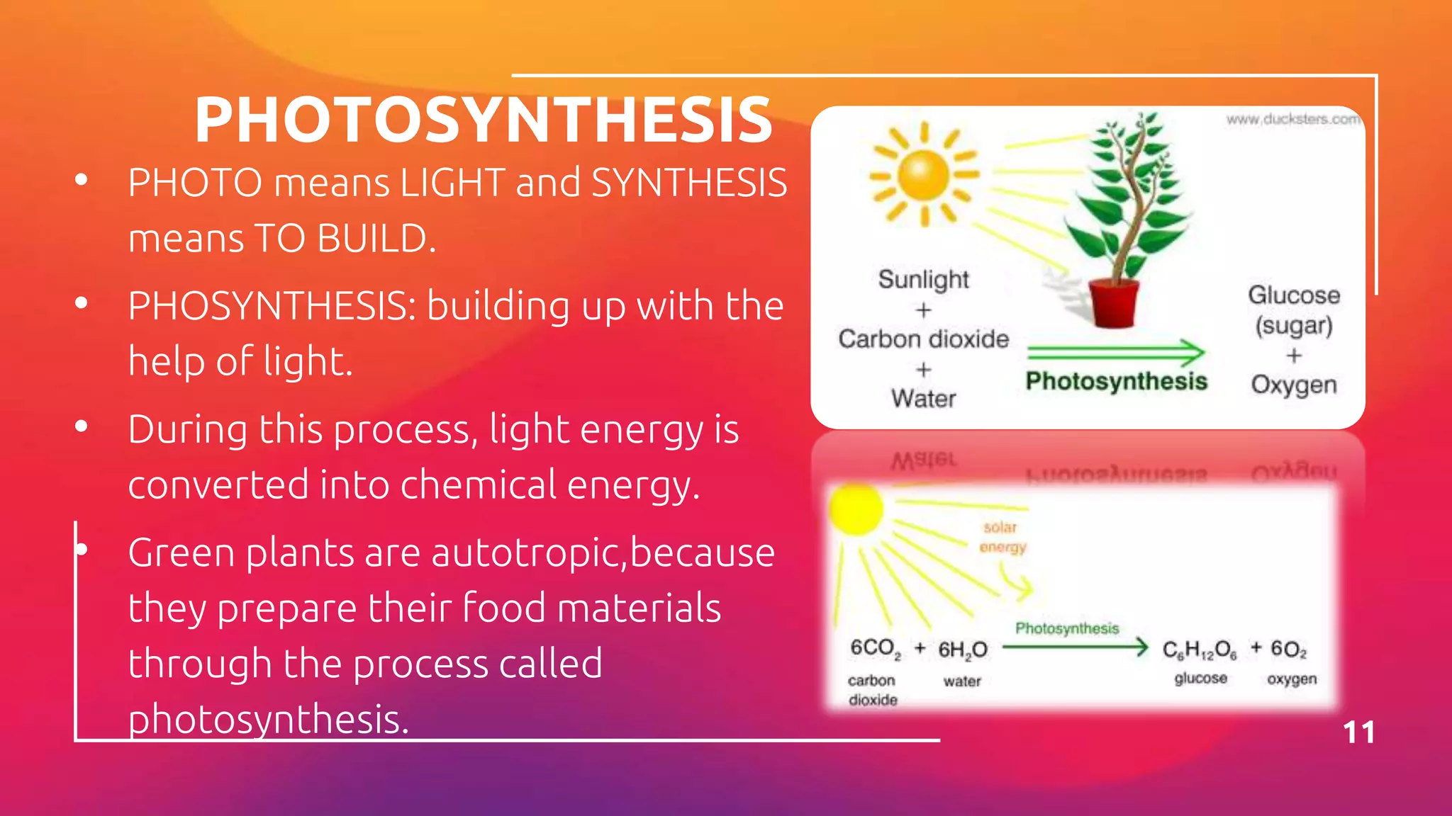 plant physiology,photosynthesis,tropism in plants,definition for types ...