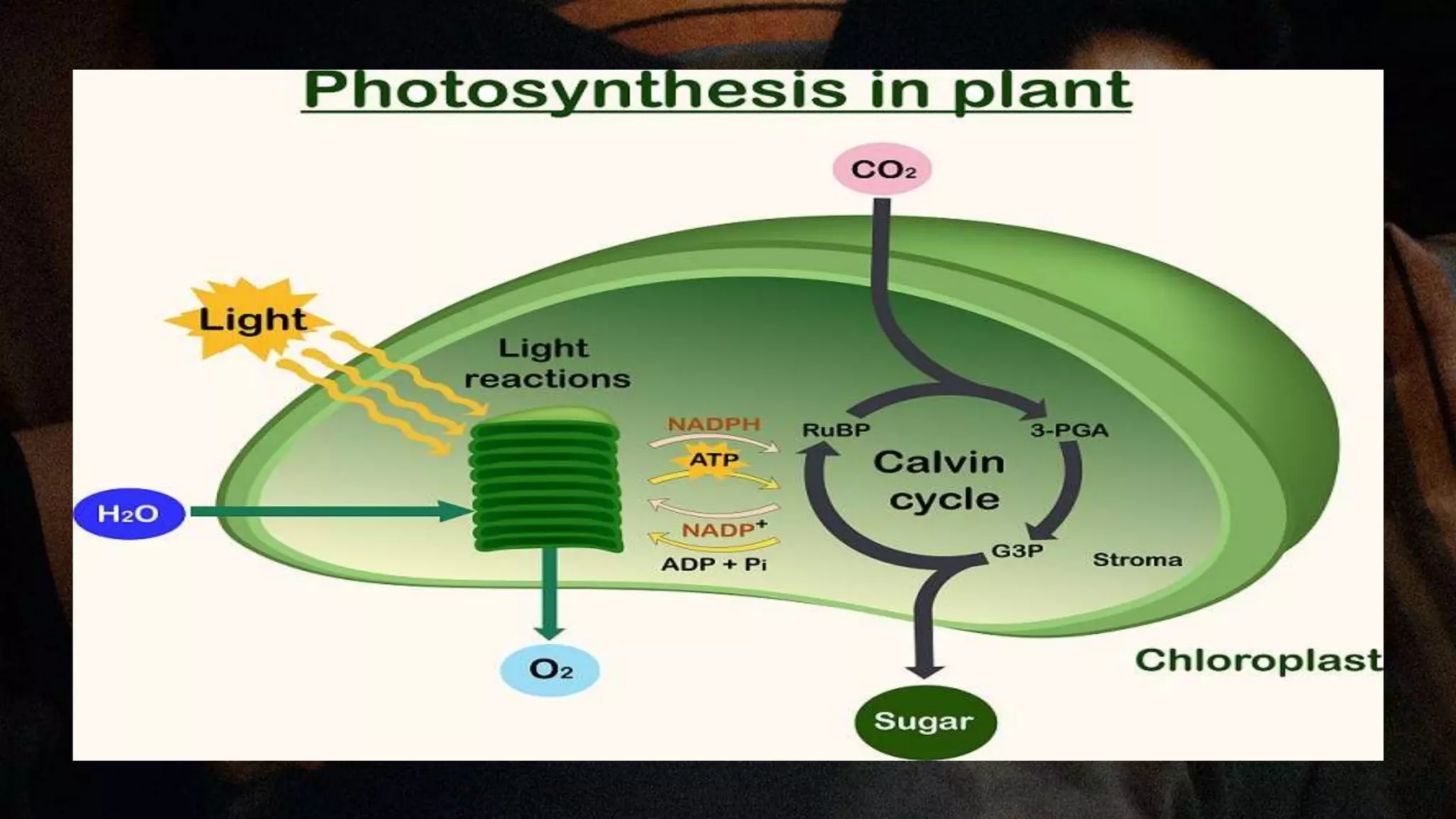 plant physiology,photosynthesis,tropism in plants,definition for types ...
