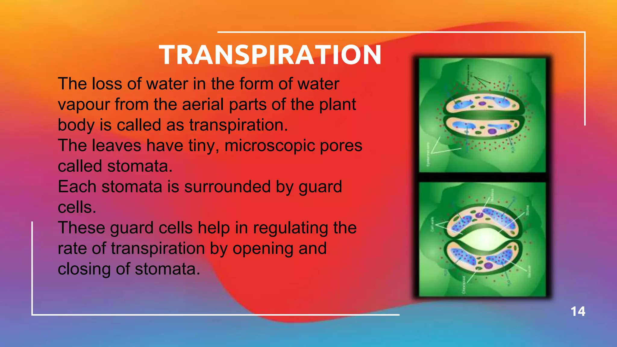 plant physiology,photosynthesis,tropism in plants,definition for types ...