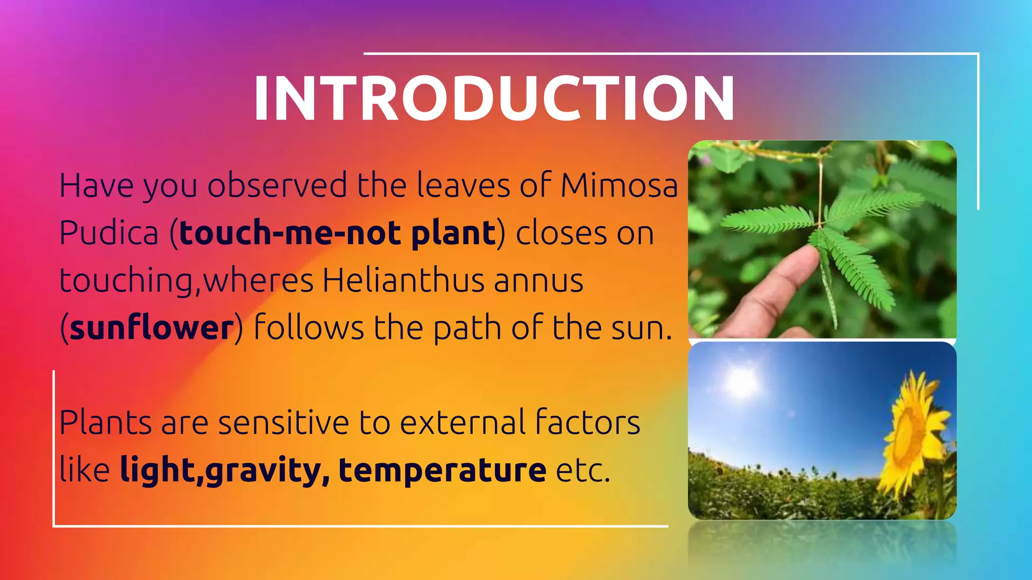 plant physiology,photosynthesis,tropism in plants,definition for types ...