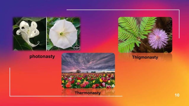 plant physiology,photosynthesis,tropism in plants,definition for types ...