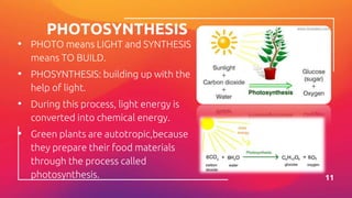 plant physiology,photosynthesis,tropism in plants,definition for types ...