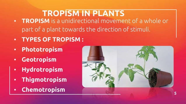 plant physiology,photosynthesis,tropism in plants,definition for types ...