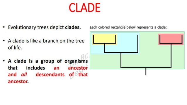 Phylogentics and Phylogeny of Angiosperms | PPTX | Genealogy and ...