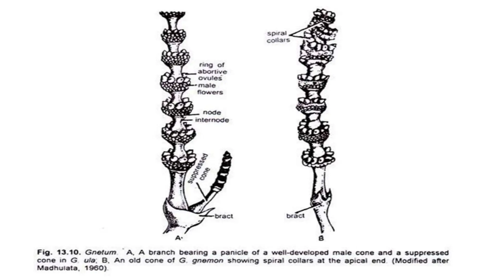 Gnetum Botany Characters used for B>Sc and M.Sc. | PPTX