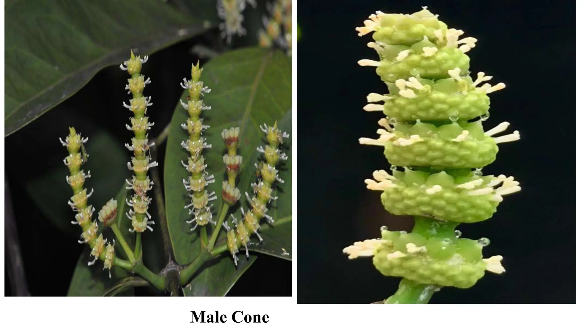 Gnetum Botany Characters used for B>Sc and M.Sc. | PPTX
