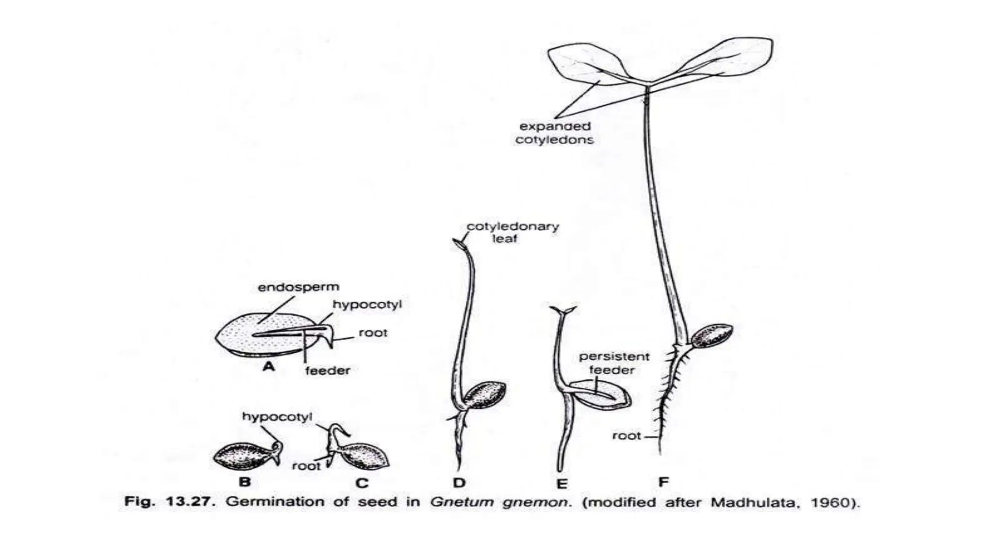 Gnetum Botany Characters used for B>Sc and M.Sc. | PPTX