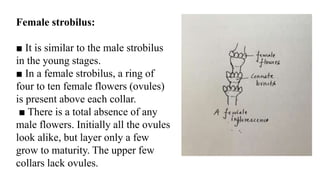 Gnetum Botany Characters used for B>Sc and M.Sc. | PPTX