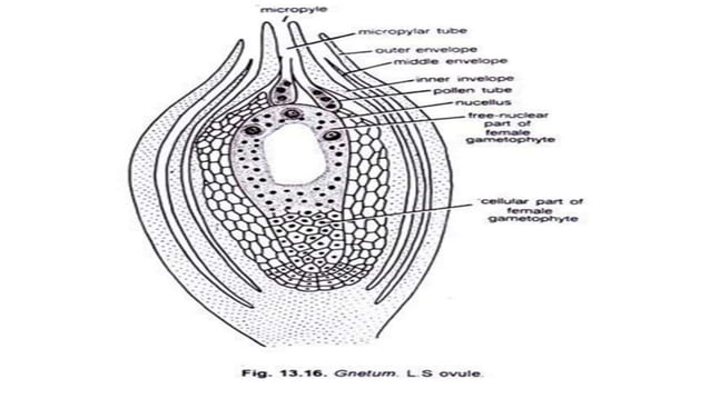 Gnetum Botany Characters used for B>Sc and M.Sc. | PPTX