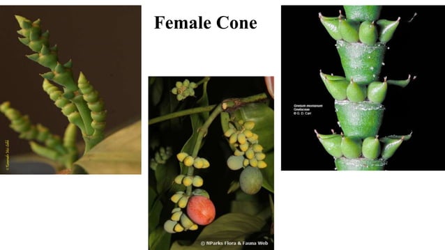 Gnetum Botany Characters used for B>Sc and M.Sc. | PPTX