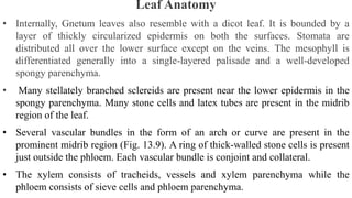 Gnetum Botany Characters used for B>Sc and M.Sc. | PPTX
