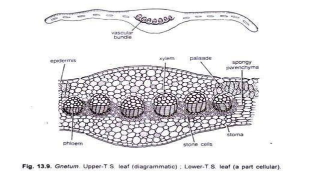 Gnetum Botany Characters used for B>Sc and M.Sc. | PPTX