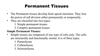 Permanent tissue , meristematic tissue. Animal tissue | PPT