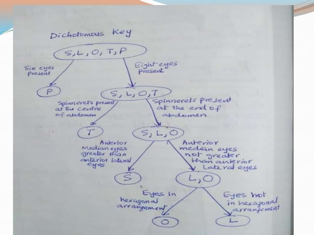 Bracket key and indented key | PPTX | Biological Sciences | Science