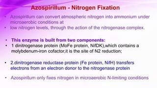 non symbiotic nitrogen fixation P.K.sonkar.pptx