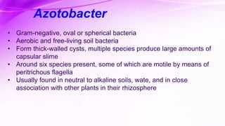 non symbiotic nitrogen fixation P.K.sonkar.pptx