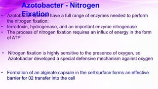 non symbiotic nitrogen fixation P.K.sonkar.pptx