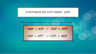 1634-biochem (2) biossynthesis of pyrimidine | PDF | Chemistry | Science