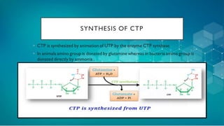 1634-biochem (2) biossynthesis of pyrimidine | PDF | Chemistry | Science
