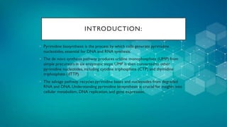 1634-biochem (2) biossynthesis of pyrimidine | PDF | Chemistry | Science